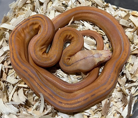 ♂Purple Albino Golden Child Sun Tiger Reticulated Python by Next ...