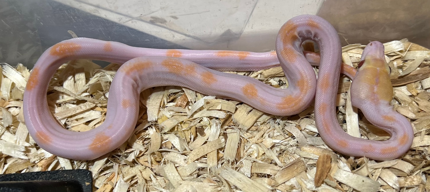 Extreme High White Albino Pied Reticulated Python by Next Generation ...