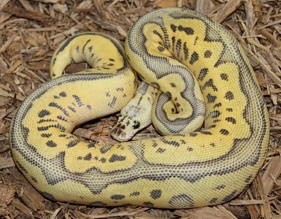 ♀ Super Pastel Leopard Clown Ball Python by Next Generation Morphs