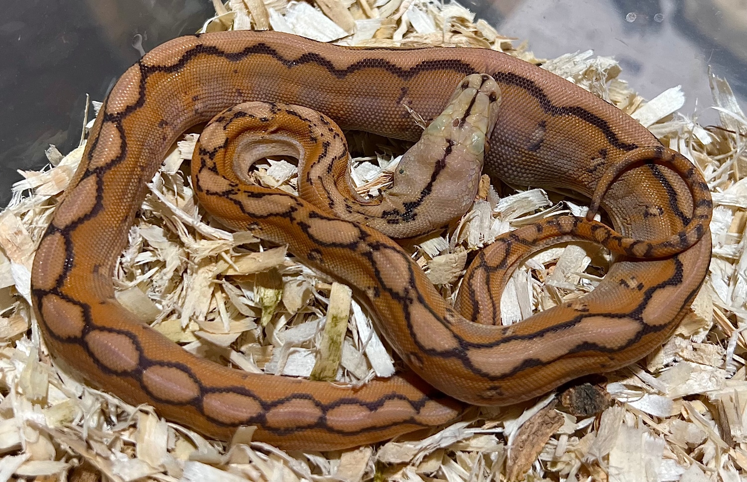 ♂Orange Glow Motley Poss Platinum Citron Reticulated Python by Next ...