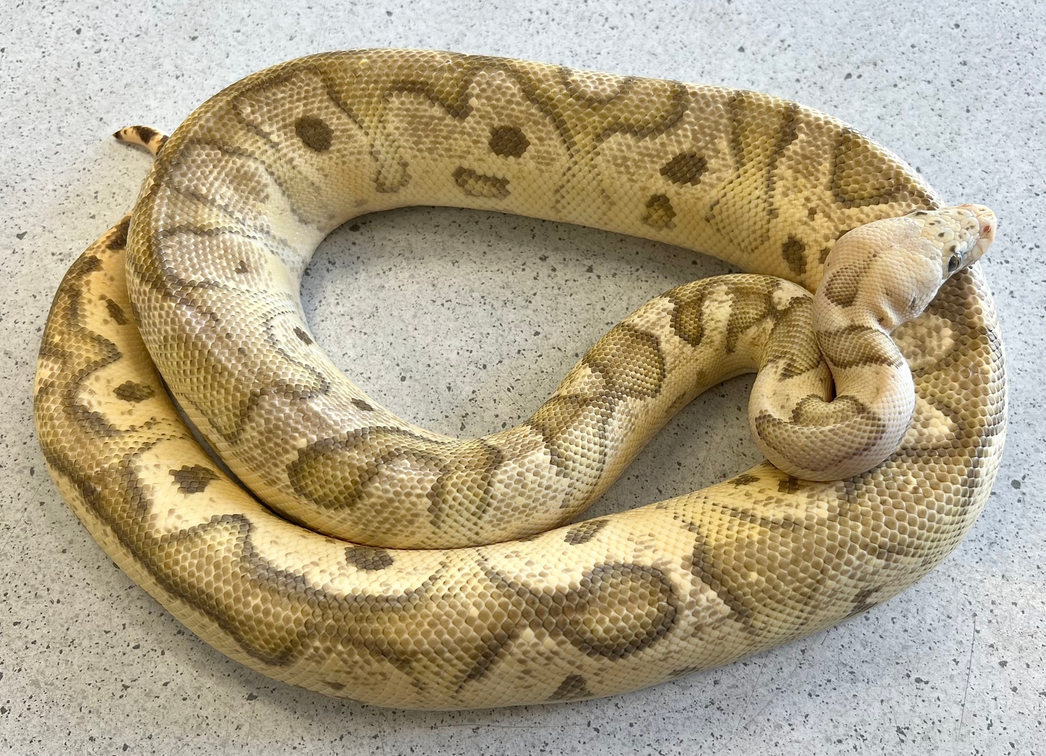 ♀ Firefly Clown Ball Python by Next Generation Morphs - MorphMarket
