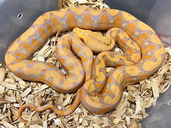 ♀Purple Albino Sunfire #1 Reticulated Python by Next Generation Morphs
