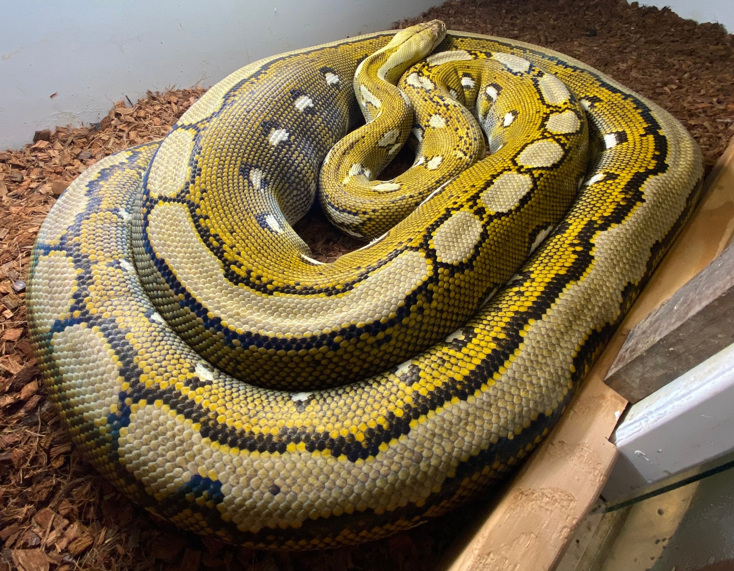 Proven ♀ Orange Ghost Stripe, 14-15’ Reticulated Python by Next ...