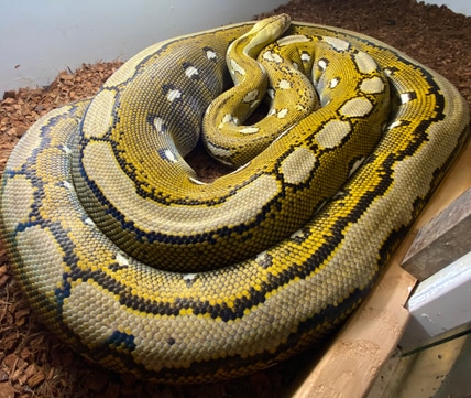 ♀ Orange Glow Super Motley Tiger Poss Platinum Citron Reticulated ...