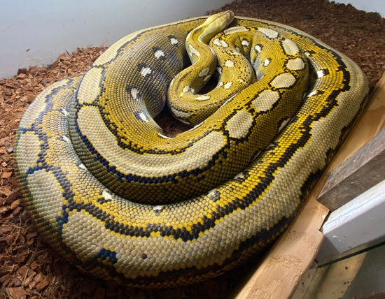 Proven ♀ Orange Ghost Stripe, 14-15’ Reticulated Python by Next ...