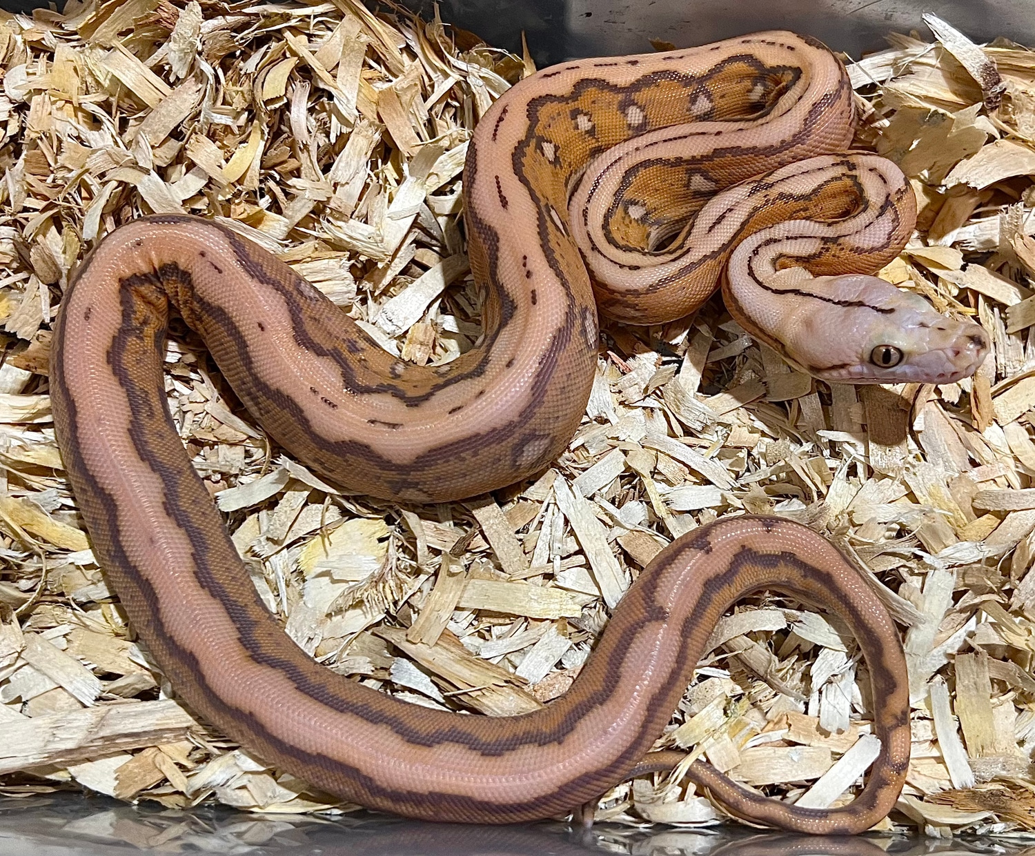 ♂orange Glow Motley Tiger Poss Platinum Citron #3 Reticulated Python by ...