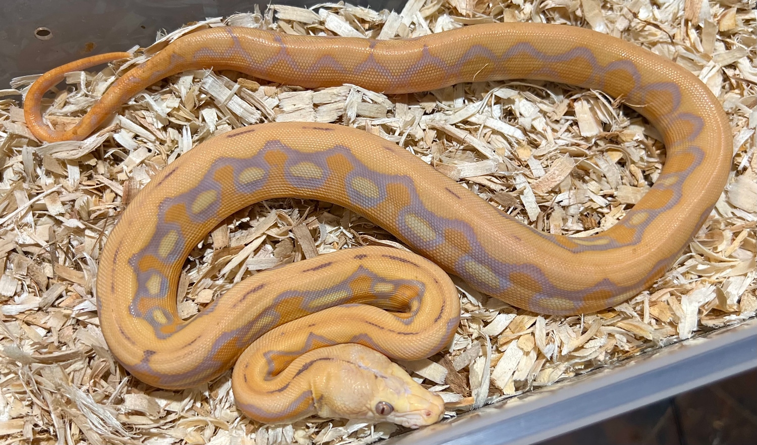 ♀purple Albino Suntiger #3 Reticulated Python by Next Generation Morphs ...