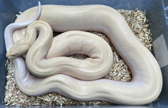 ♀blizzard Granite Burmese Python by Next Generation Morphs