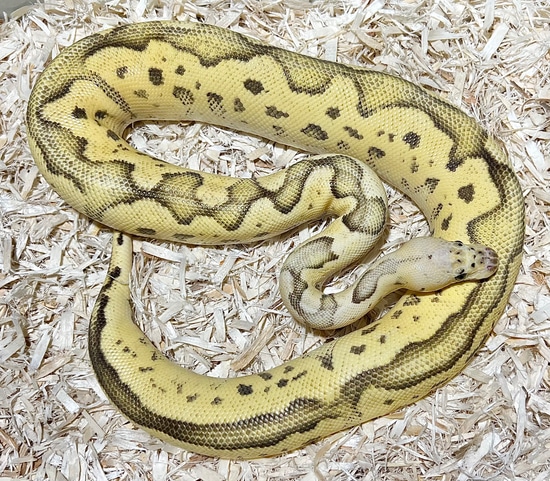 ♀firefly Clown Ball Python by Next Generation Morphs