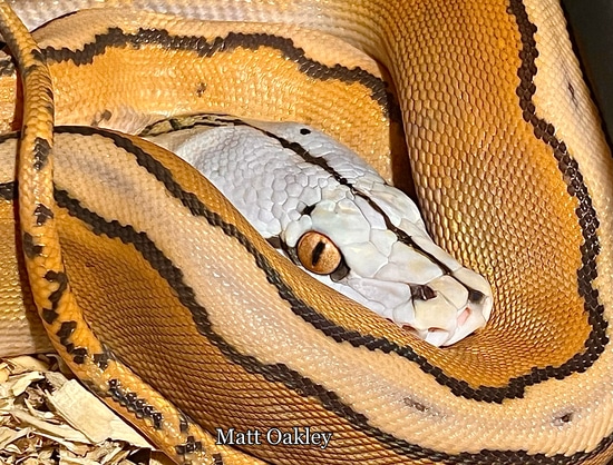 ♀ Caramel Motley Poss Platinum Citron Reticulated Python by Next ...