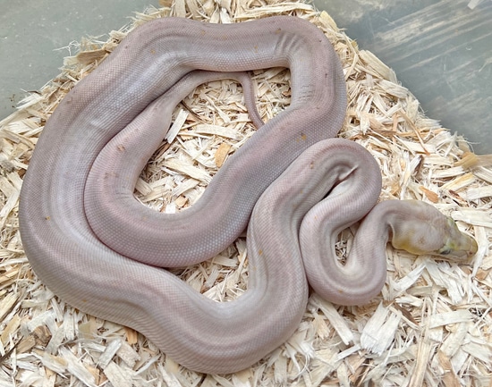 ♂Orange Glow Super Motley Tiger Poss Platinum Citron #1 Reticulated ...