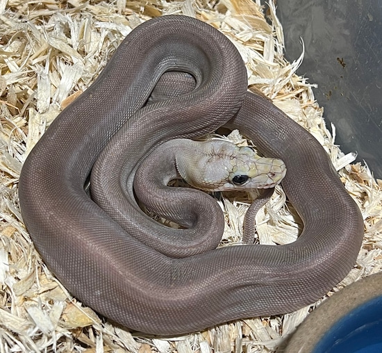 ♀ Caramel Super Motley Tiger Poss Platinum Citron Reticulated Python by ...