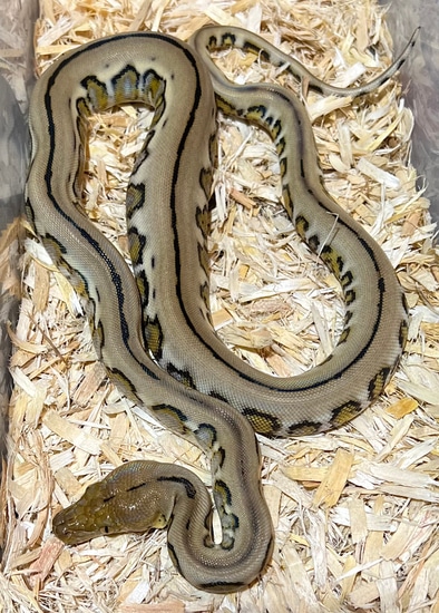 ♂ Jaguar Tiger Het Purple Albino Reticulated Python by Next Generation ...