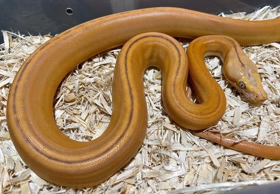 ♂Purple Albino Golden Child Sun Tiger Reticulated Python by Next ...