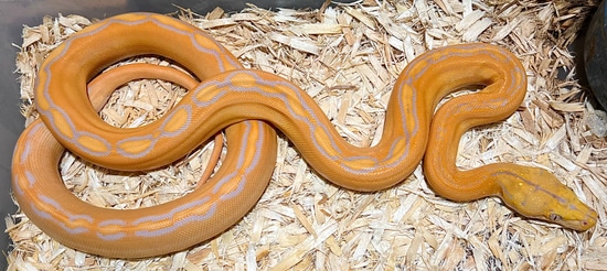 ♀Purple Albino Golden Child Sunfire #2 Reticulated Python by Next ...