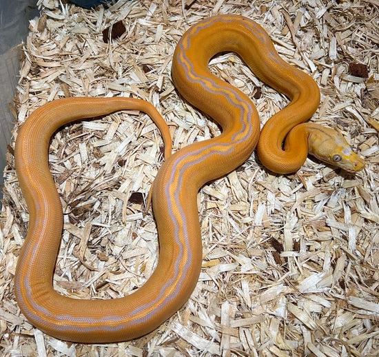 ♀purple Albino Golden Child Sunfire #1 Reticulated Python by Next ...