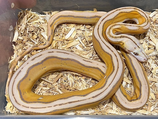 ♀Orange Glow Tiger Motley Poss Platinum Citron Reticulated Python by ...