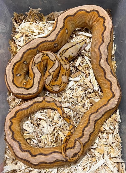 ♀Orange Glow Motley Poss Platinum Citron Reticulated Python by Next ...