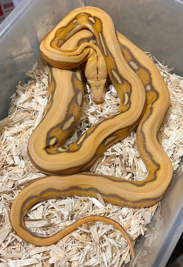 ♀Orange Glow Tiger #1 Reticulated Python by Next Generation Morphs