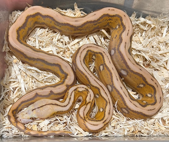 ♂orange Glow Motley Tiger Poss Platinum Citron #3 Reticulated Python by ...