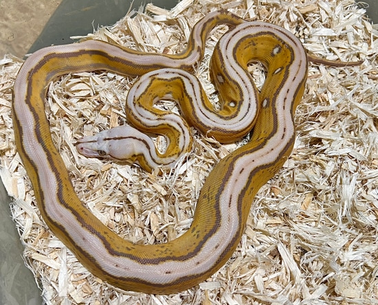 ♂Orange Glow Tiger Motley Poss Platinum Citron #2 Reticulated Python by ...