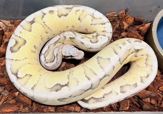 ♀ OD Vanilla Scream Ball Python by Next Generation Morphs