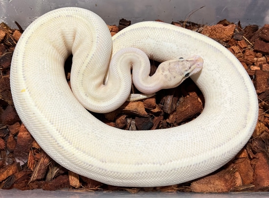 ♀ Puma Ball Python by Next Generation Morphs