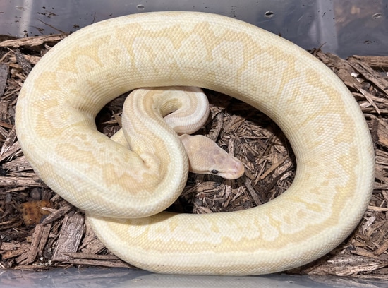 ♀ Banana Leopard Pinstripe (Black Pastel/mojave) Ball Python by Next ...