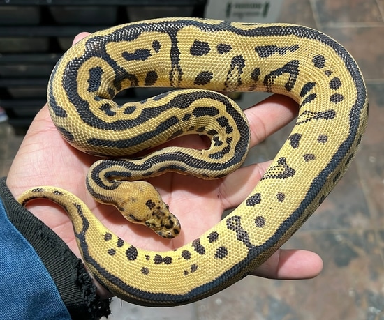 Batman Ball Python by Next Generation Morphs