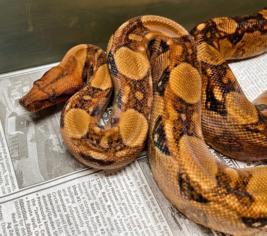 Blood Boa - NO RESERVE! Boa Constrictor by Next Generation Morphs
