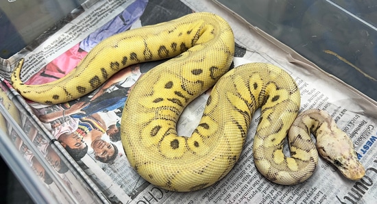 Firefly Spotnose Clown - NO RESERVE! Ball Python by Next Generation Morphs