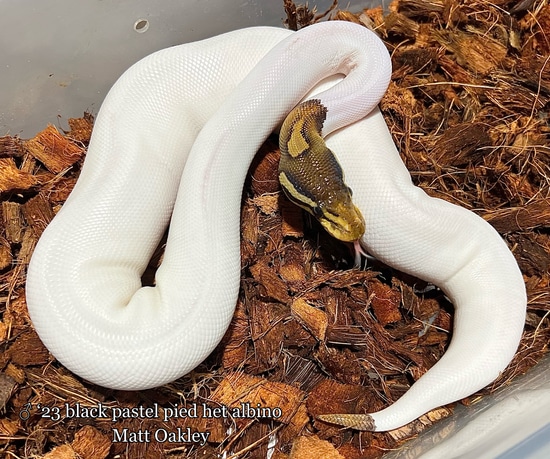 Black Pastel Pied Het Albino Ball Python by Next Generation Morphs