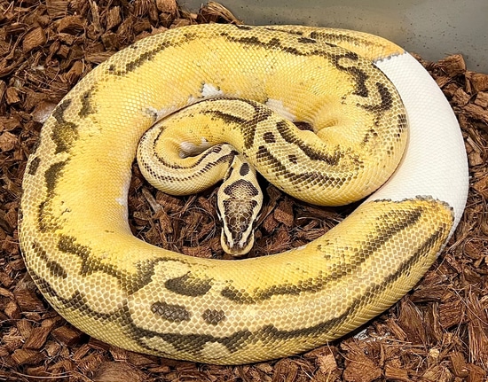 ♀ Super Pastel Enchi And/or Yellow Belly Pied Ball Python by Next Generation Morphs