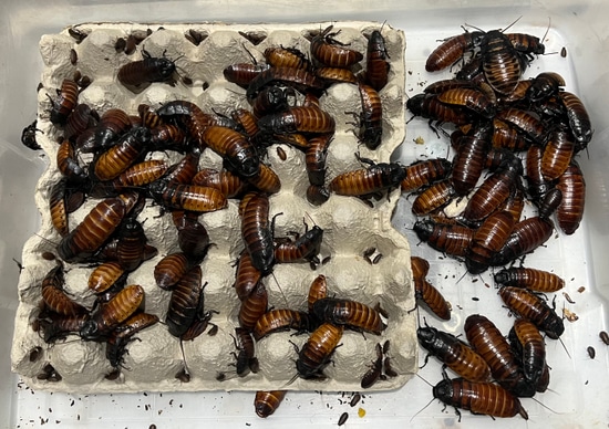 400+ Madagascar Hissing Cockroach Colony by Next Generation Morphs