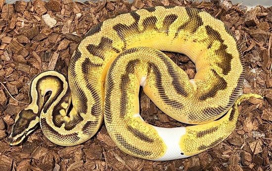 Pastel Enchi Pied Ball Python by Next Generation Morphs