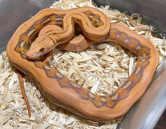 Orange Glow Tiger Poss Citron Reticulated Python by Next Generation Morphs