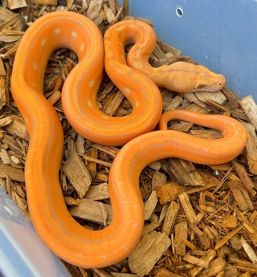 Purple Albino OGS Sunfire Reticulated Python by Next Generation Morphs