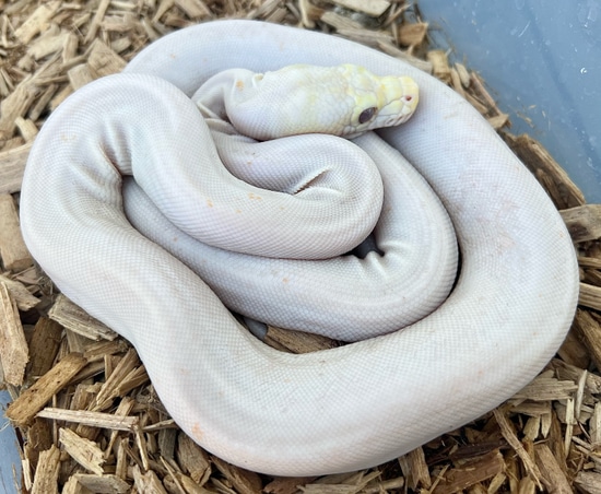Lavender Albino Super Motley Poss Platinum Citron Tiger Reticulated ...
