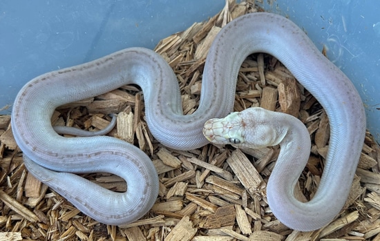 Orange Glow Super Motley Tiger Poss Platinum Citron Reticulated Python ...