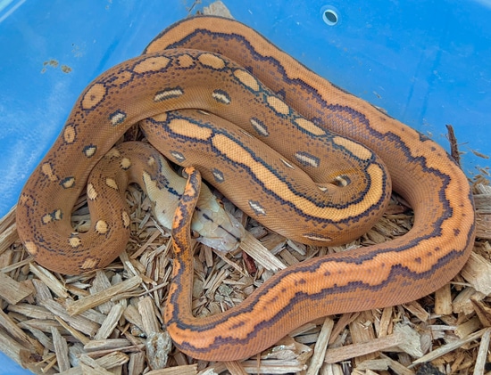 OGS Het Purple Albino #3 Reticulated Python by Next Generation Morphs