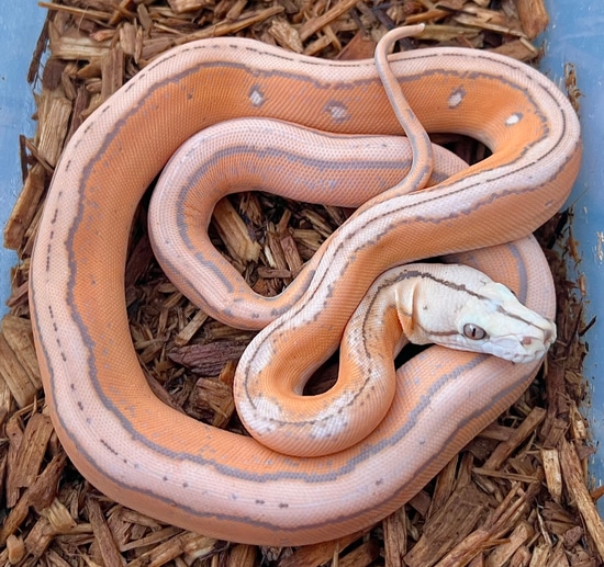 Orange Glow Platinum Motley Tiger Poss Citron Reticulated Python by ...