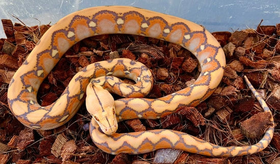 Orange Glow Reticulated Python by Next Generation Morphs