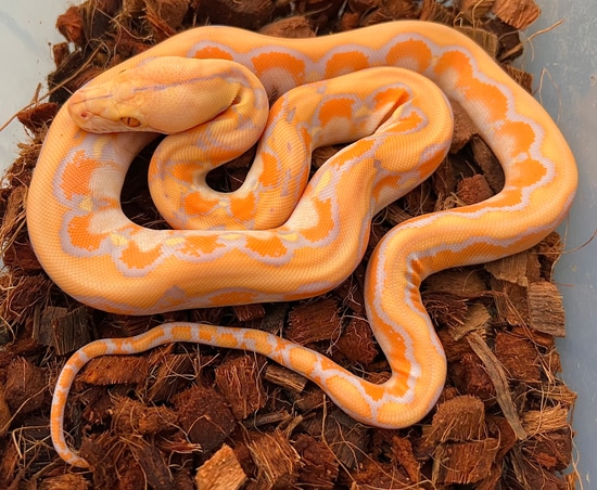 Lavender Albino Motley Reticulated Python by Next Generation Morphs