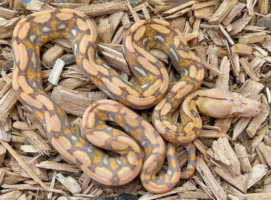Orange Glow Tiger Reticulated Python by Next Generation Morphs