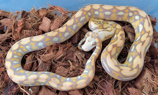 Orange Glow Tiger Reticulated Python by Next Generation Morphs