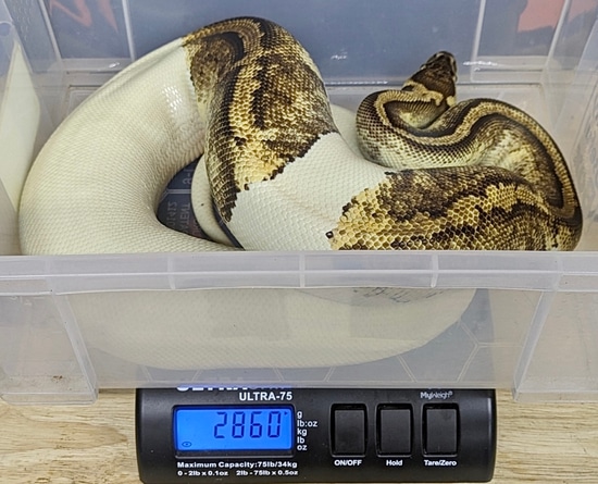 Huge Proven Pastel Pied Ball Python by Next Generation Morphs