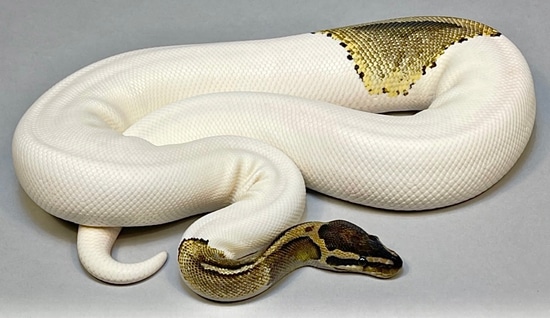 Proven Pied Ball Python by Next Generation Morphs
