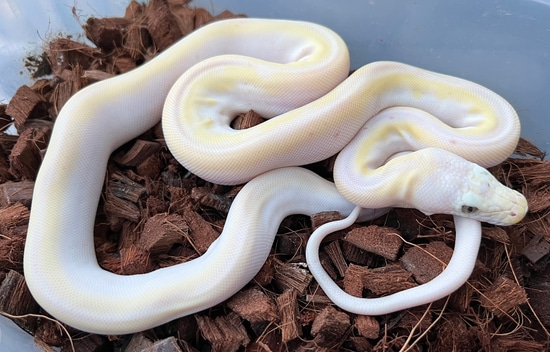 Cow Poss Sunfire 50% Het Purple Albino #2 Reticulated Python by Next ...