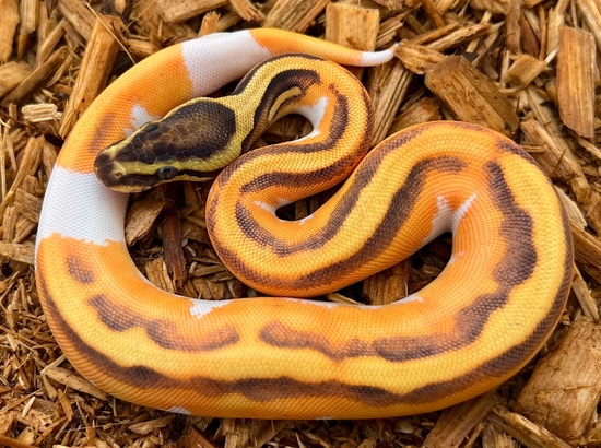 (Super) ODYB Enchi Pied Poss Leopard Ball Python by Next Generation Morphs