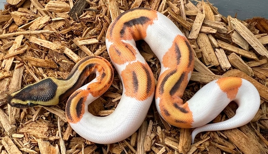 ODYB Enchi Pied Poss Leopard Ball Python by Next Generation Morphs